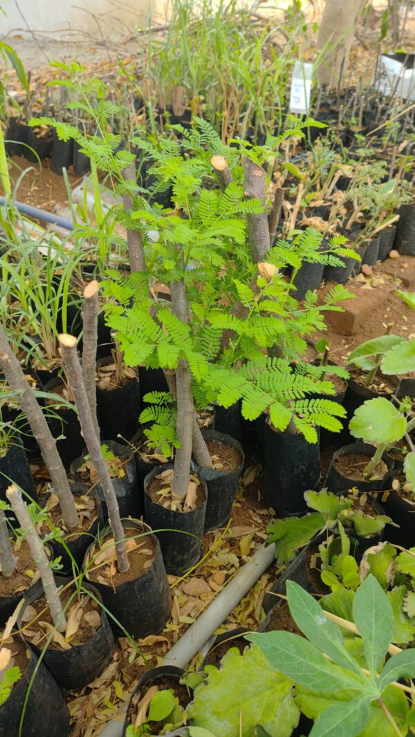 Tree Spinach - Vadhanarayanan(White Gulmohar) Stem cuttings ...