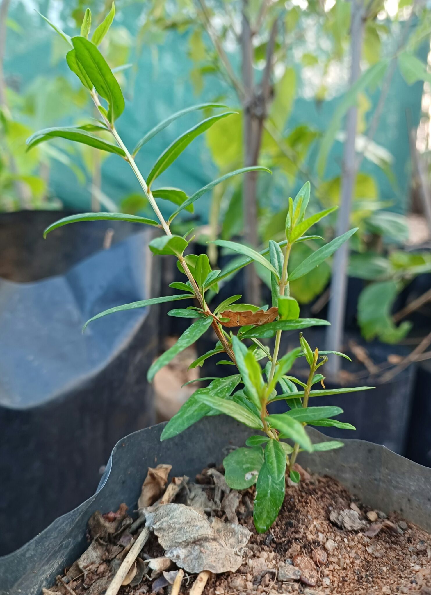 native pomegranate live plant: Easy Growth and aromatic