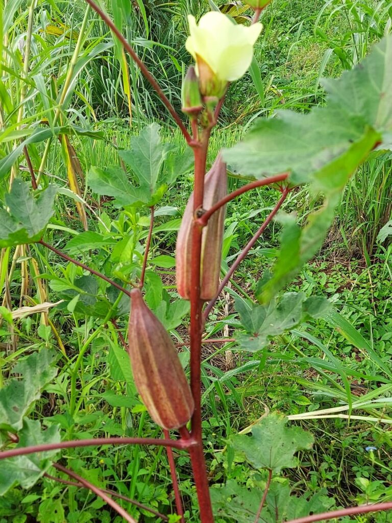 Red Double Color Okra Seeds - Rangamalai Organic Farms - Manvasanai