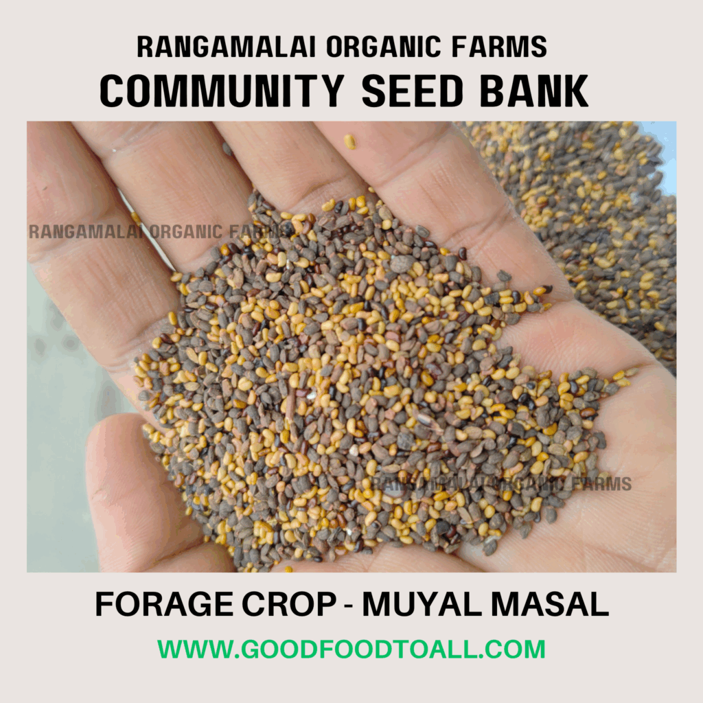 Forage Crop - Muyal Masal Seeds
