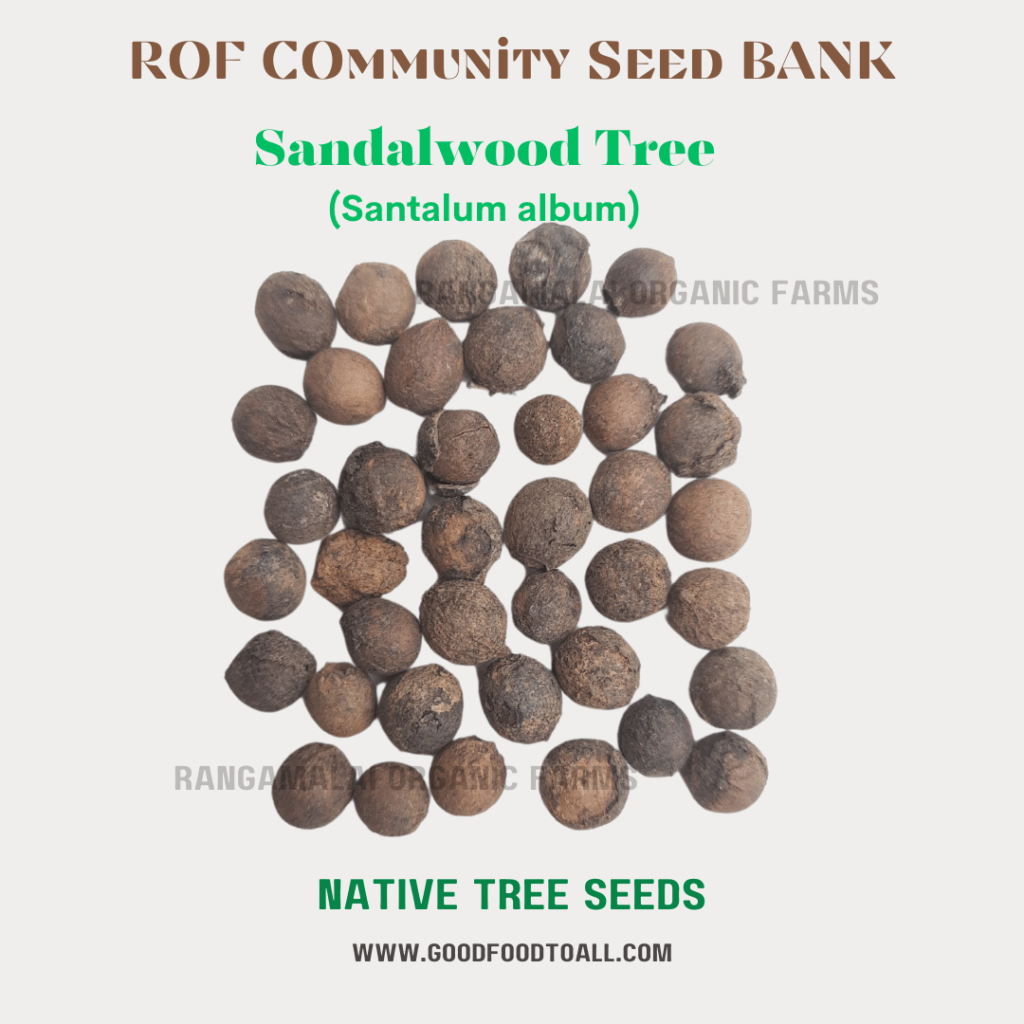 Sandalwood Tree Seeds