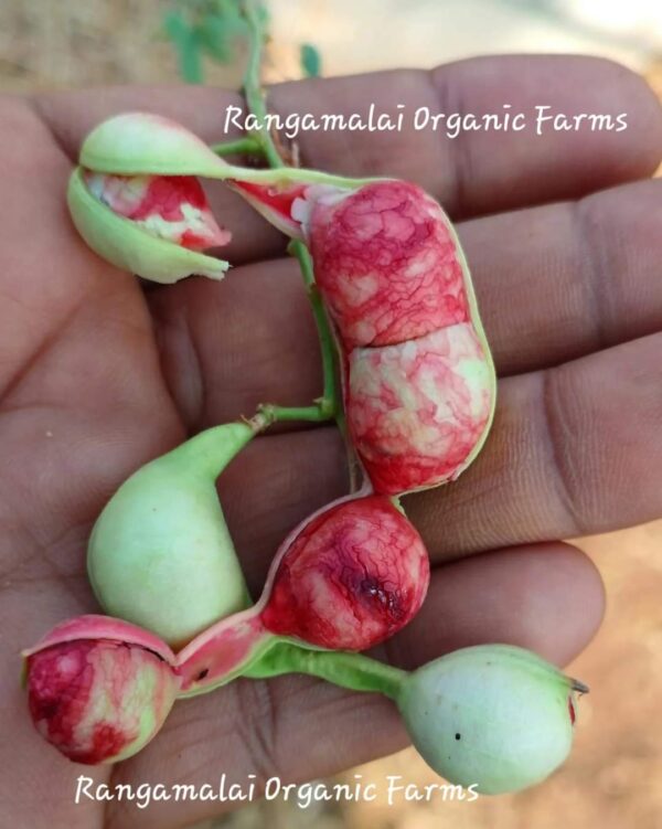 Red Manilla Tamarind / Red Kodukapulli Fruit Seed - Rangamalai Organic ...