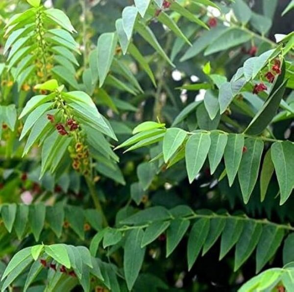 Tree Spinach - Thavasi Keerai (Sauropus androgynus) Plant - Rangamalai ...